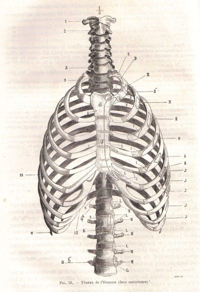 Anatomy of the Thoracic Outlet • Thoracic Outlet Syndrome Testing ...